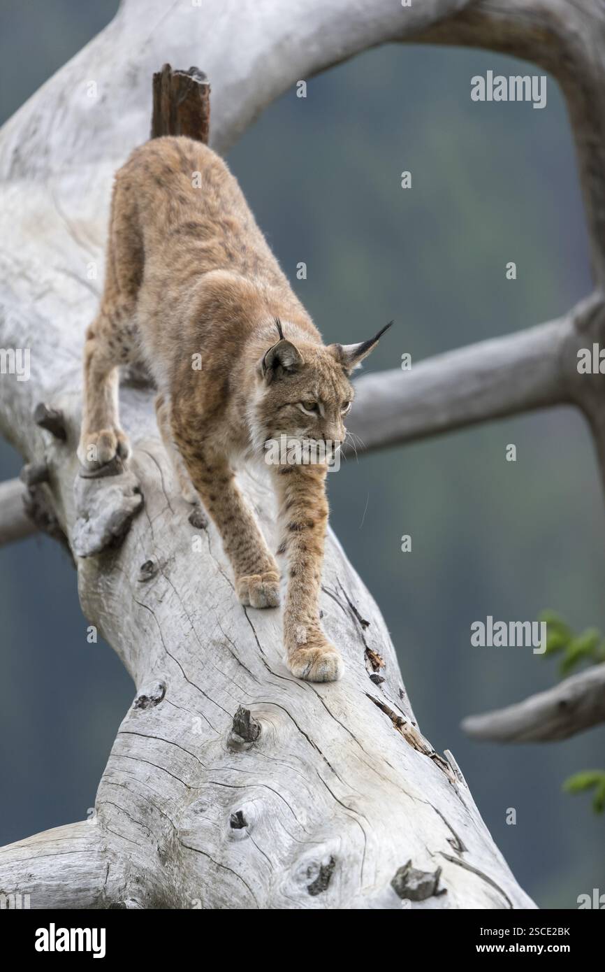 One Eurasian lynx, (Lynx lynx), walking down on a fallen tree. Frontal ...
