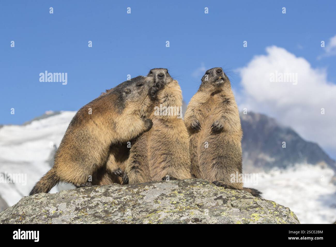 Group of Alpine Marmots, Marmota marmota, sideview portrait in early morning light ...