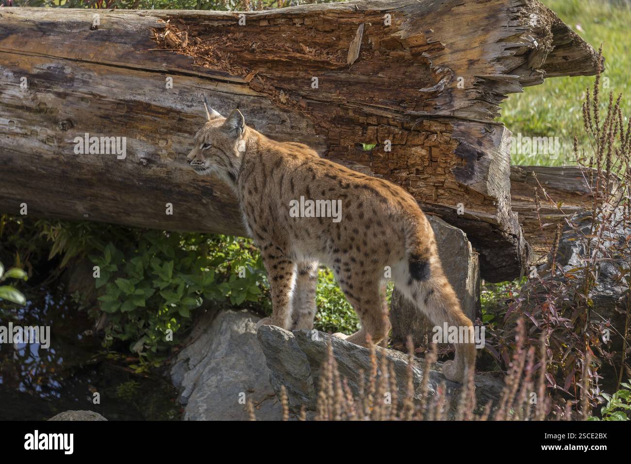 One Eurasian lynx, (Lynx lynx), sitting on a rock with a some green ...