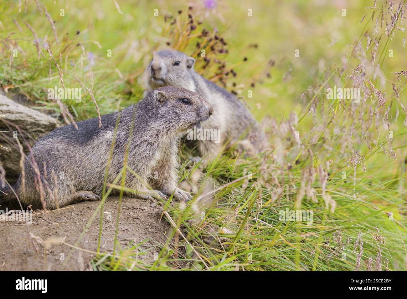 Two young Alpine Marmots, Marmota marmota, sit in front of their den on green grass Stock Photo ...