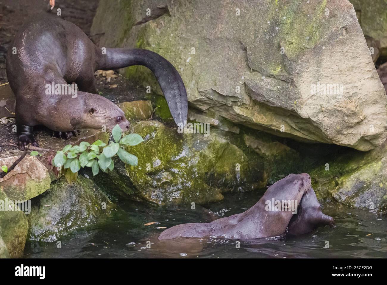 An adult giant otter or giant river otter (Pteronura brasiliensis ...
