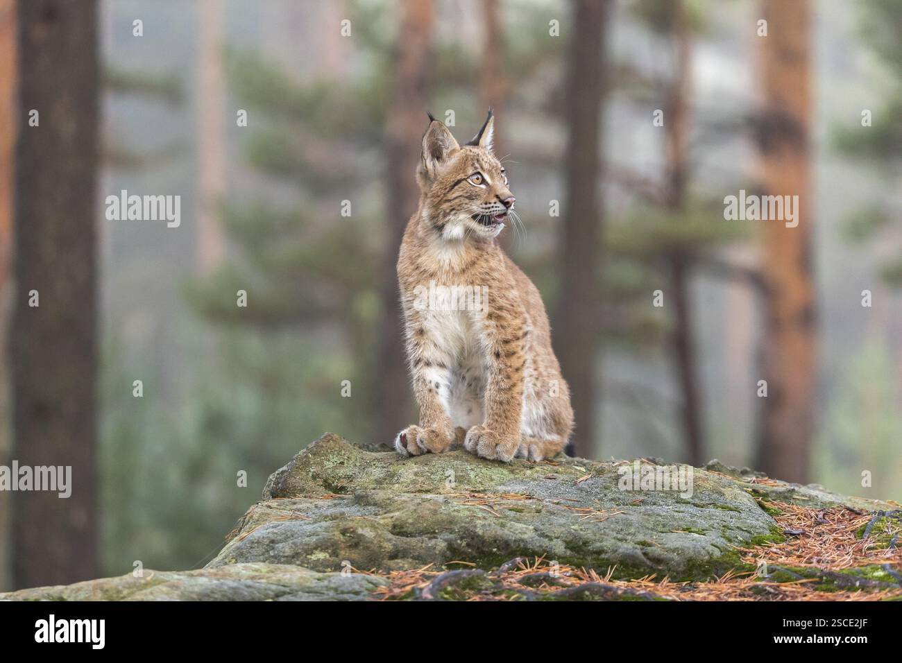 One young Eurasian lynx, (Lynx lynx), sitting on a rock in a forest ...