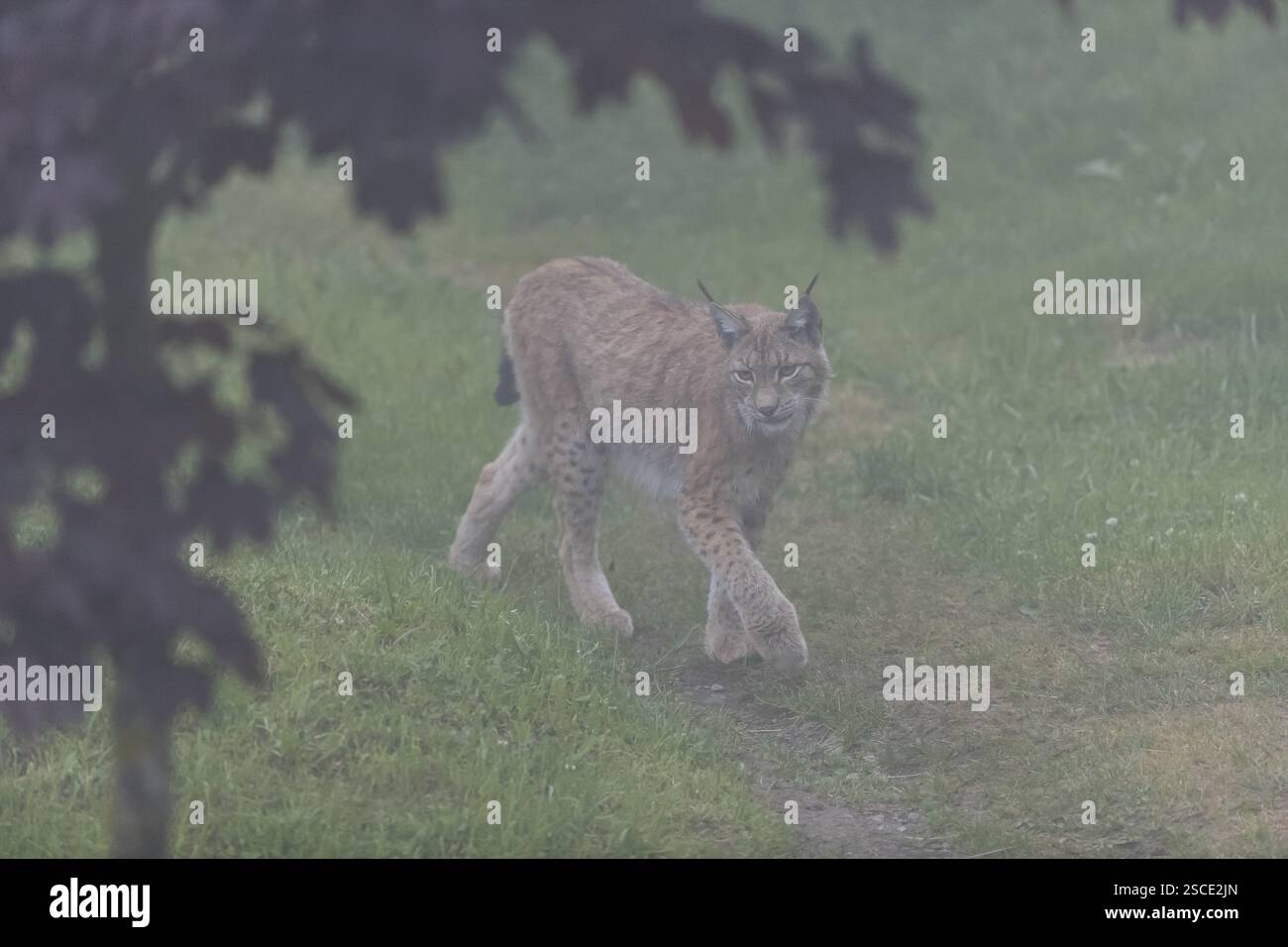 One Eurasian lynx, (Lynx lynx), walking thru somen fresh green ...