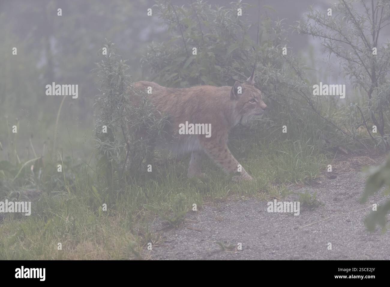 One Eurasian lynx, (Lynx lynx), walking thru somen fresh green ...