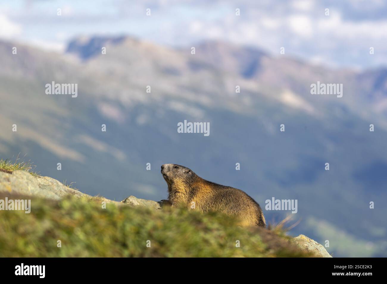 One adult Alpine Marmot, Marmota marmota resting on a rocky rim. A mountain in the distant ...