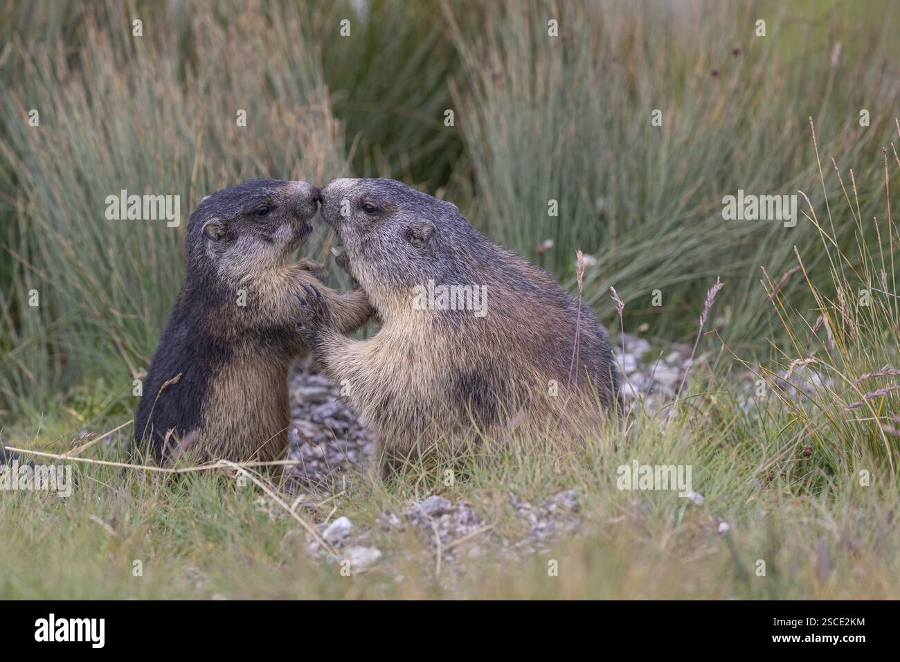 One young Alpine Marmots, Marmota marmota, play fighting with his mother in green grass Stock ...