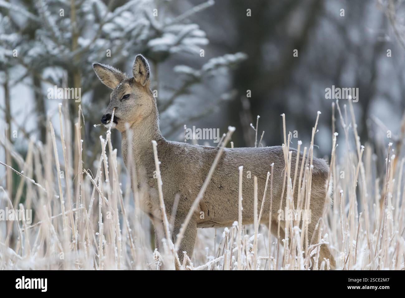Roe deer standing in hoar frosted dead stinging nettle at minus 15 Â°C ...