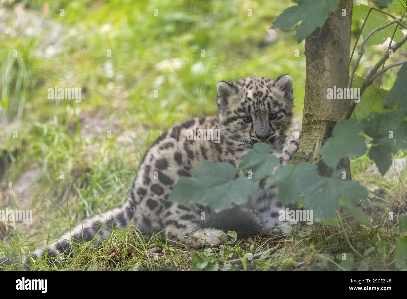 One very young snow leopard (Panthera uncia) cub sitting behind a tree ...