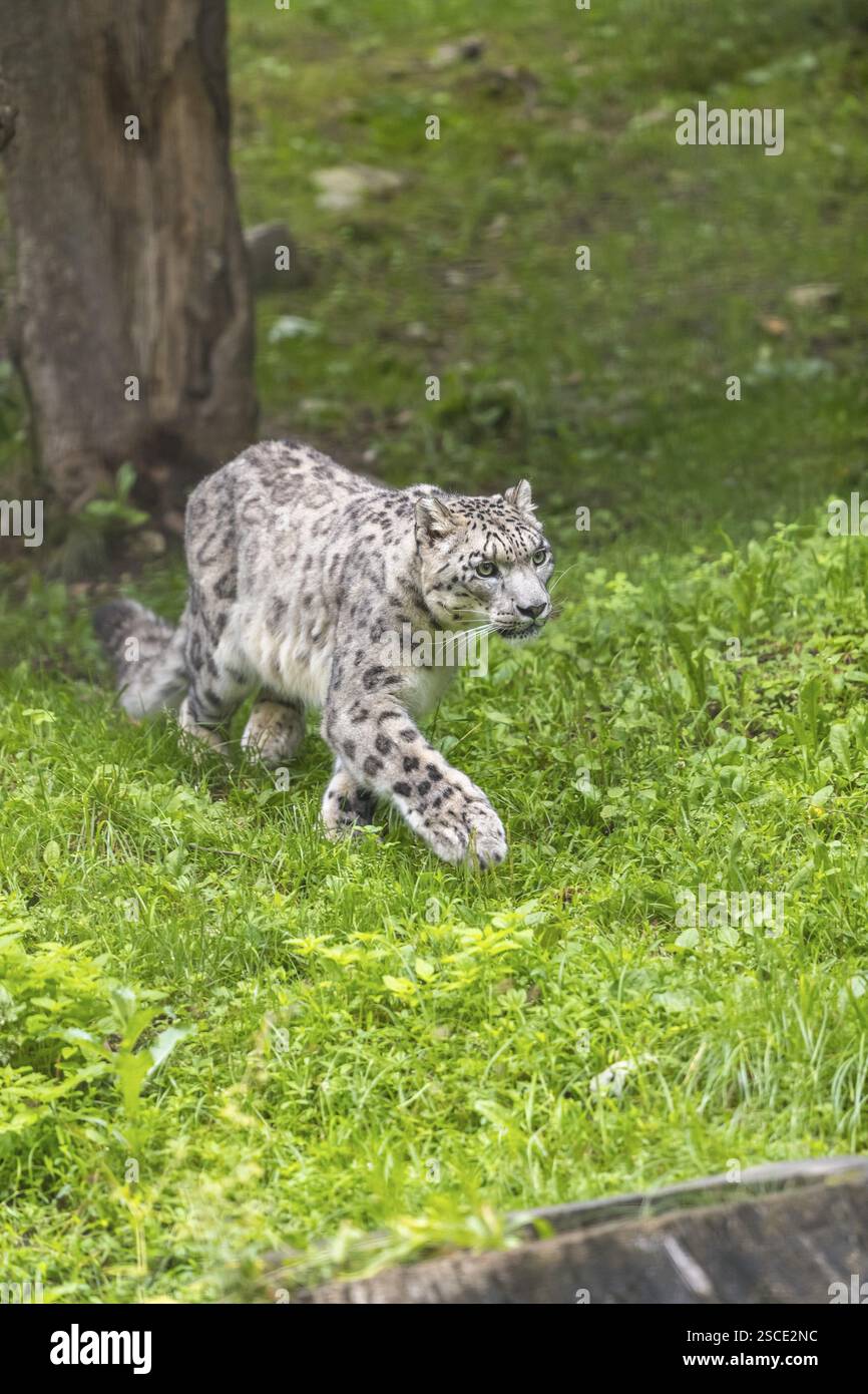 One adult snow leopard (Panthera uncia) walking over green grass with ...