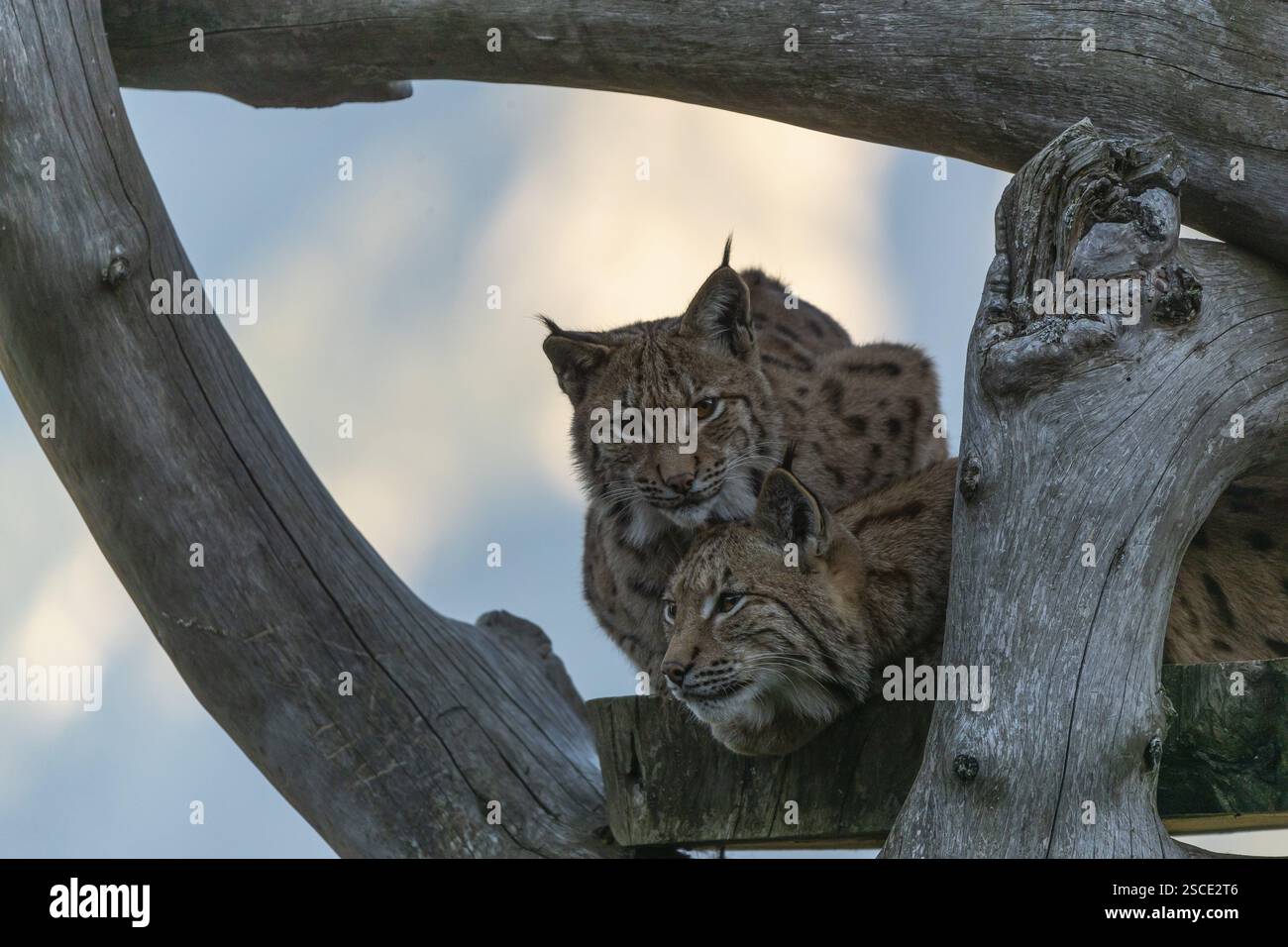 Two Eurasian lynx, (Lynx lynx), resting high up on a dead tree. Frontal ...