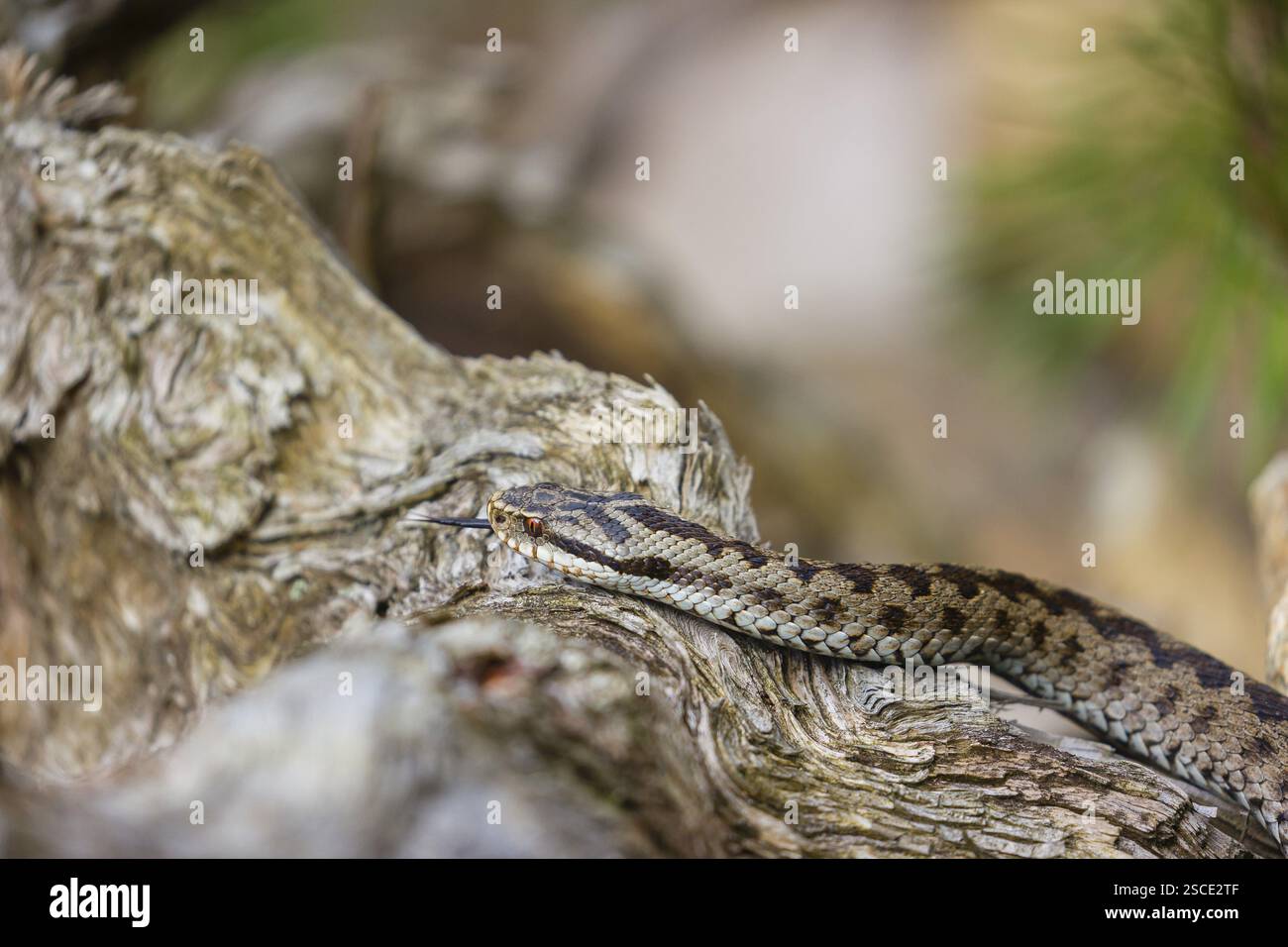 One Vipera berus, the common European adder or common European viper ...