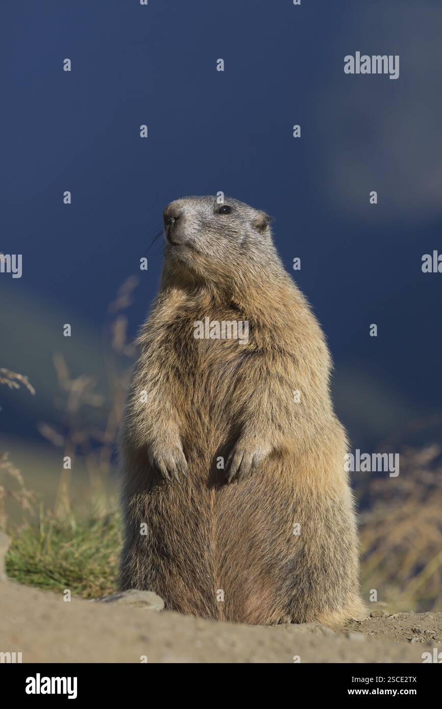 One adult Alpine Marmot, Marmota marmota, sitting erected on a rim of a ...