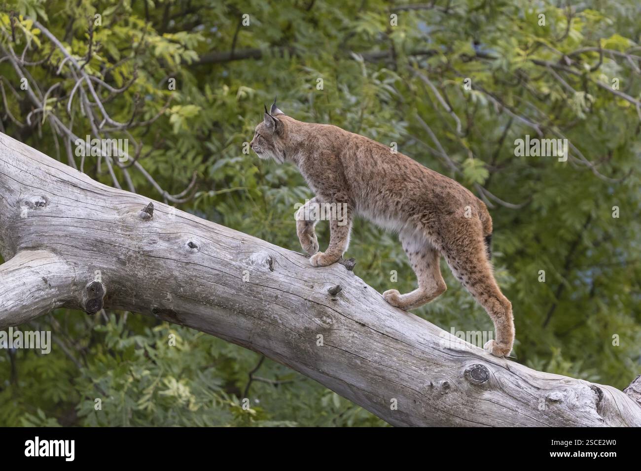 One Eurasian lynx, (Lynx lynx), climbing up a dead tree. Side view with ...