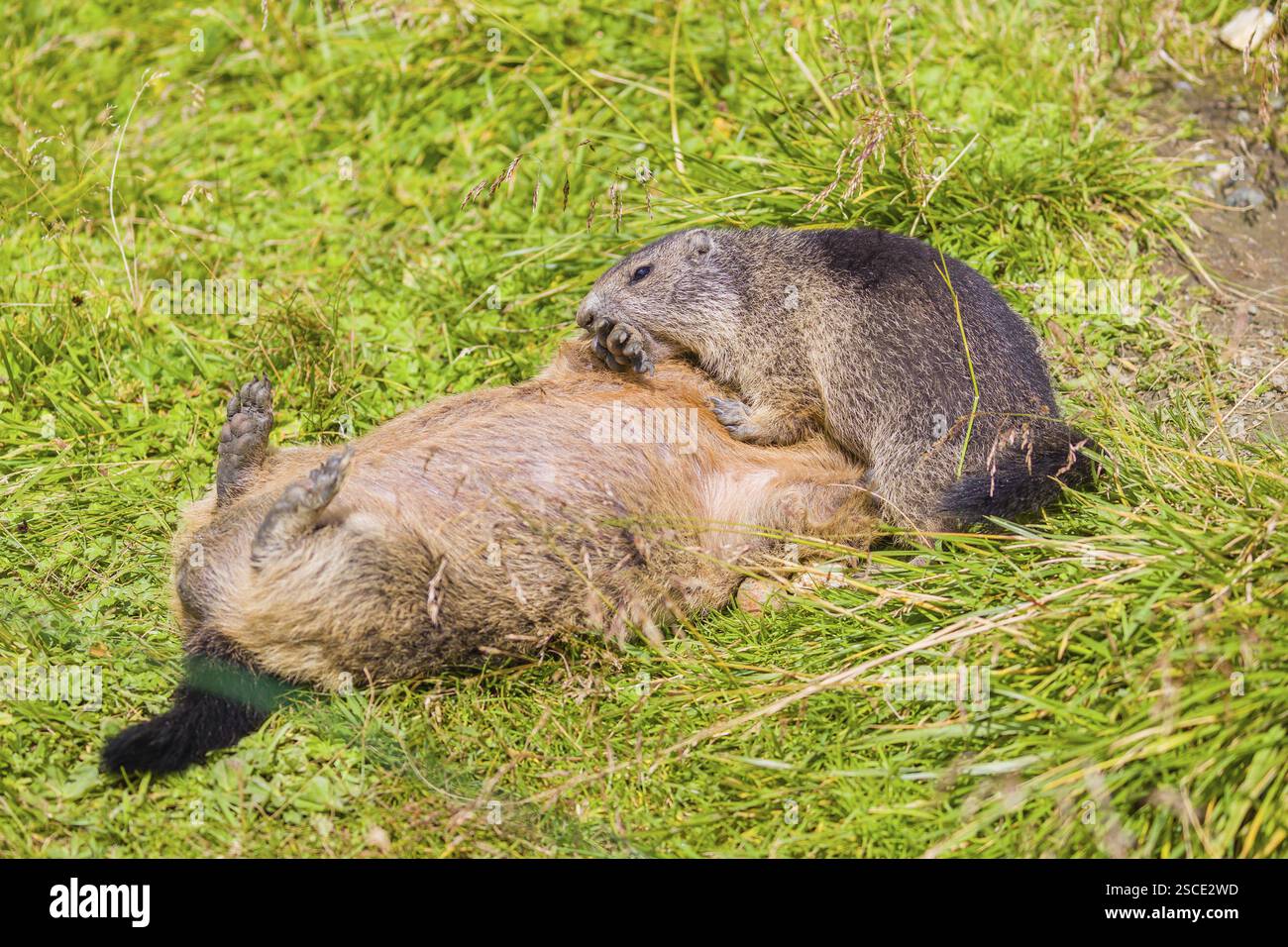 One adult Alpine Marmot, Marmota marmota, and one young marmot playing with each other Stock ...