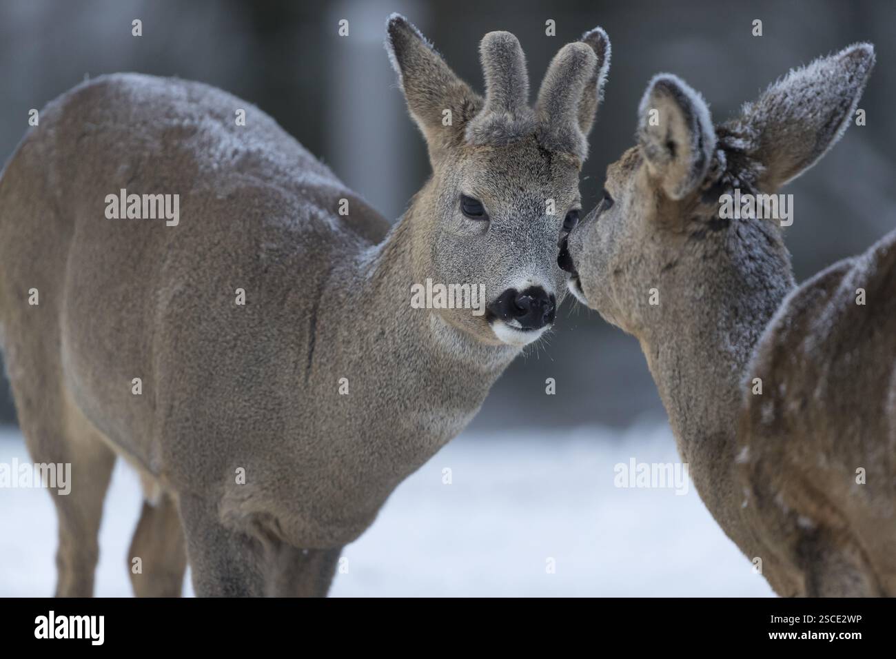 Roe deer grooming each other. White background Stock Photo - Alamy