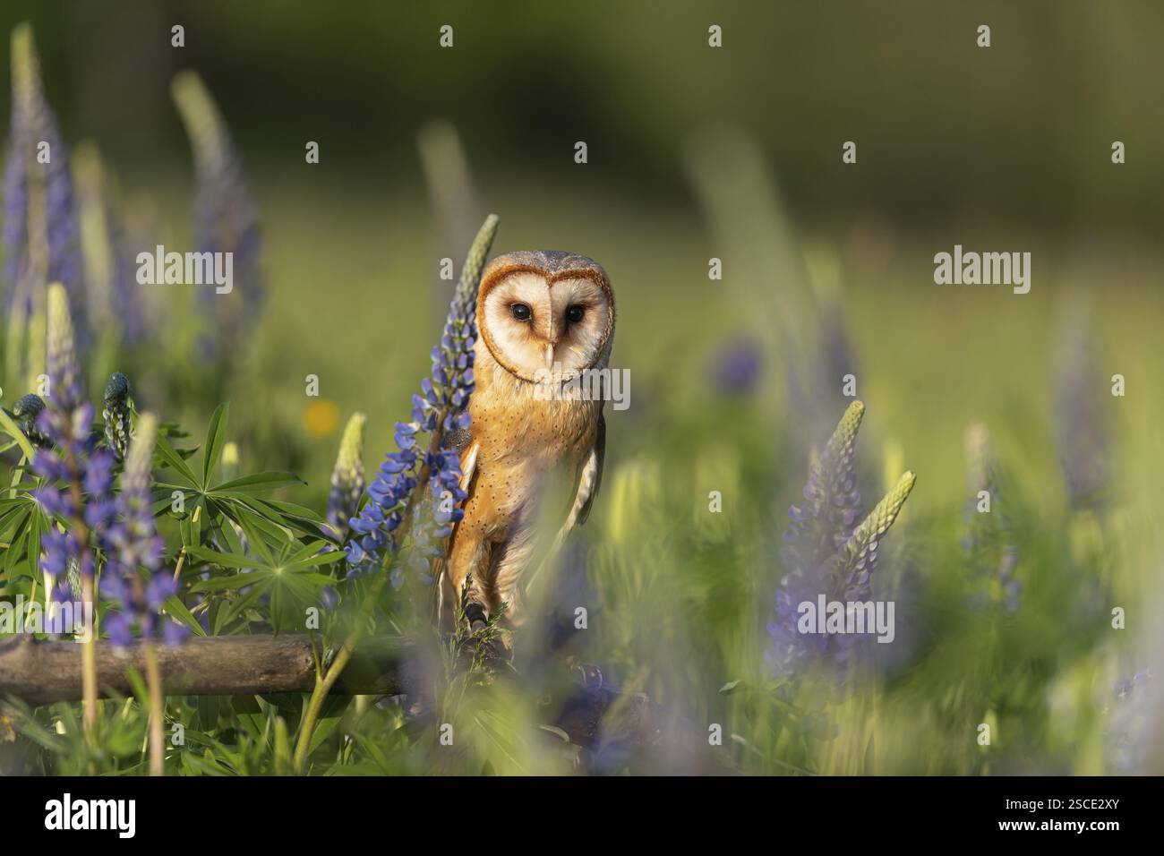 One barn owl (Tyto alba) sitting on a branch lying in a field of ...
