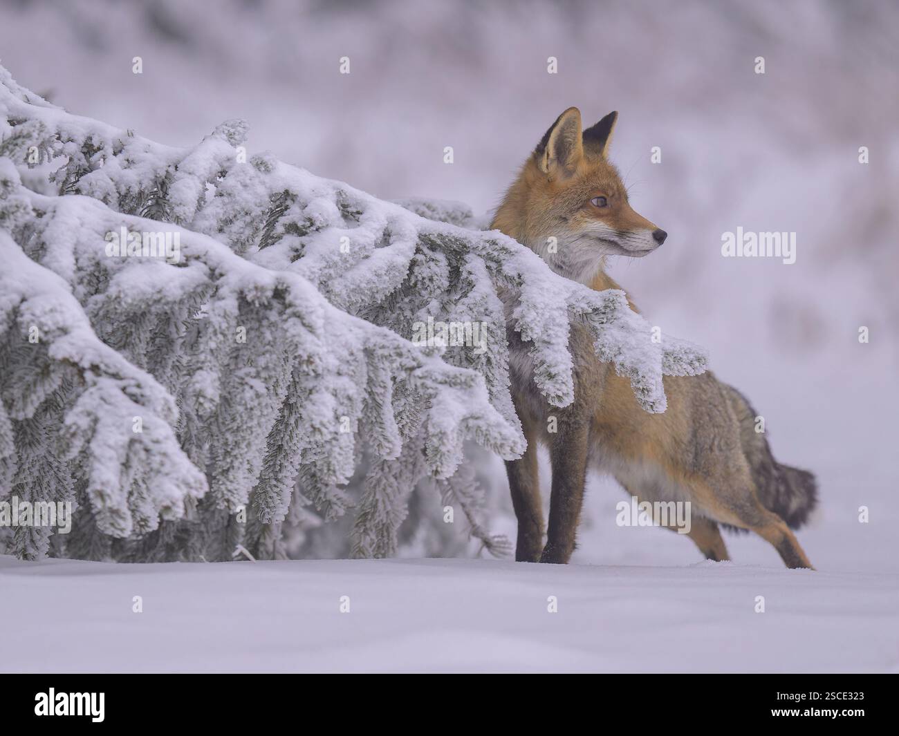 Red fox (Vulpes vulpes), seeking shelter under branches on a spruce ...