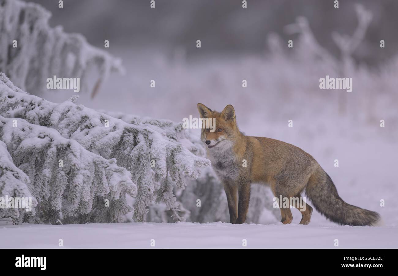 Red fox (Vulpes vulpes), seeking shelter under branches on a spruce ...