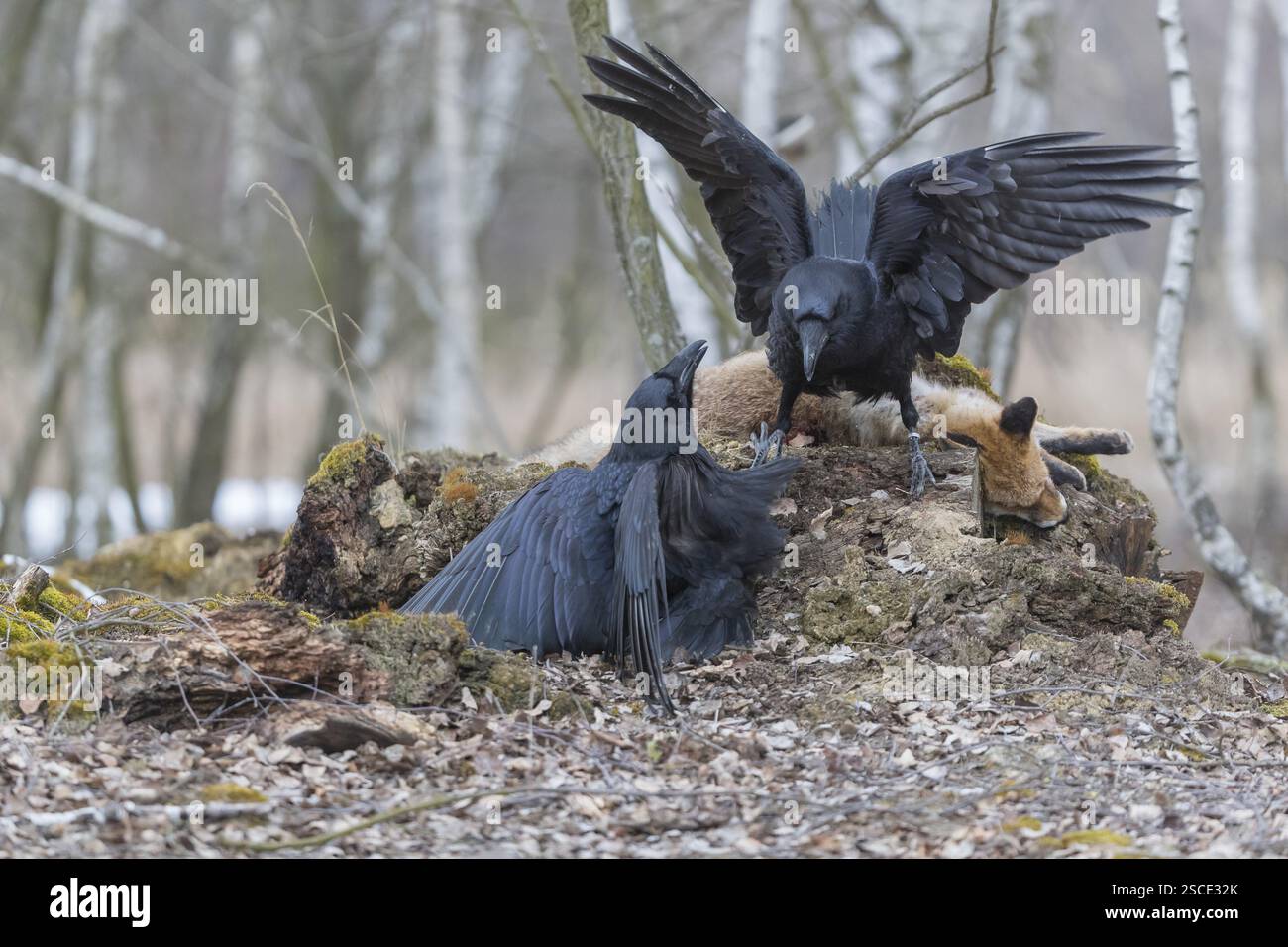 Two common raven (Corvus corax), fighting and feeding on the carcass of ...