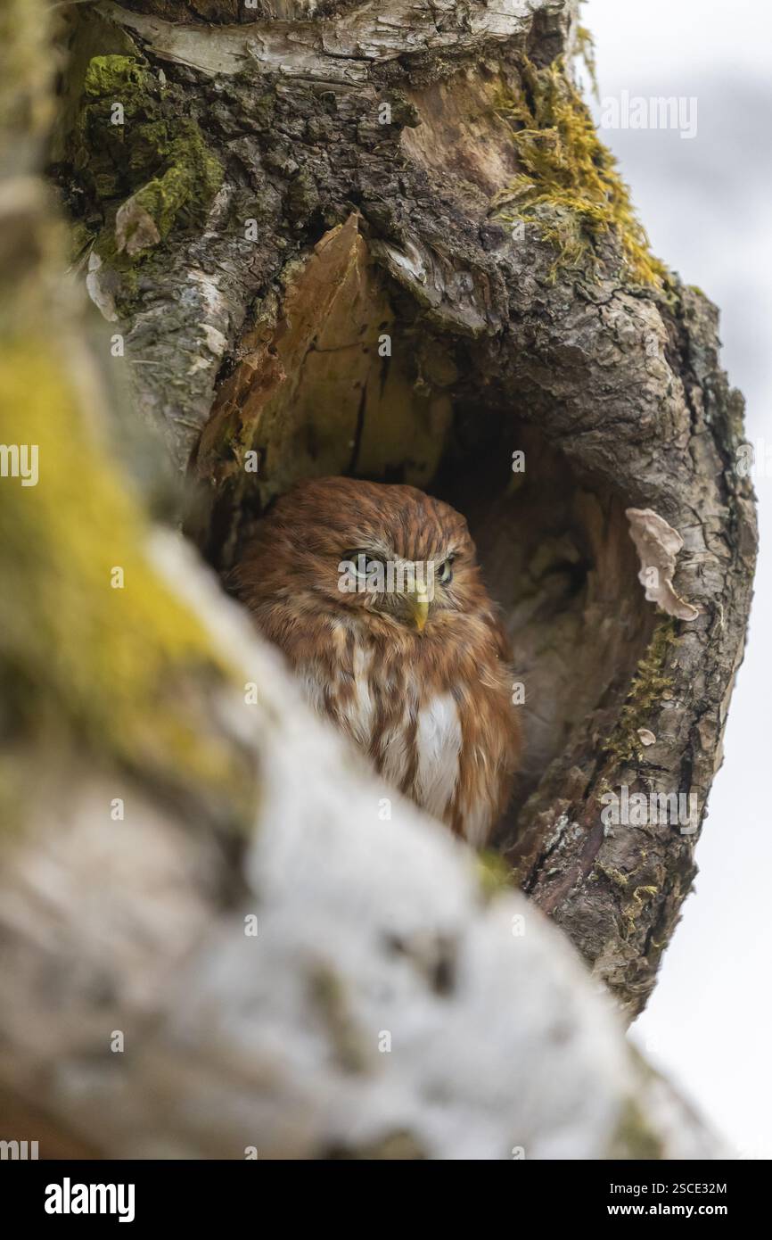 Strix minutissima hi-res stock photography and images - Alamy