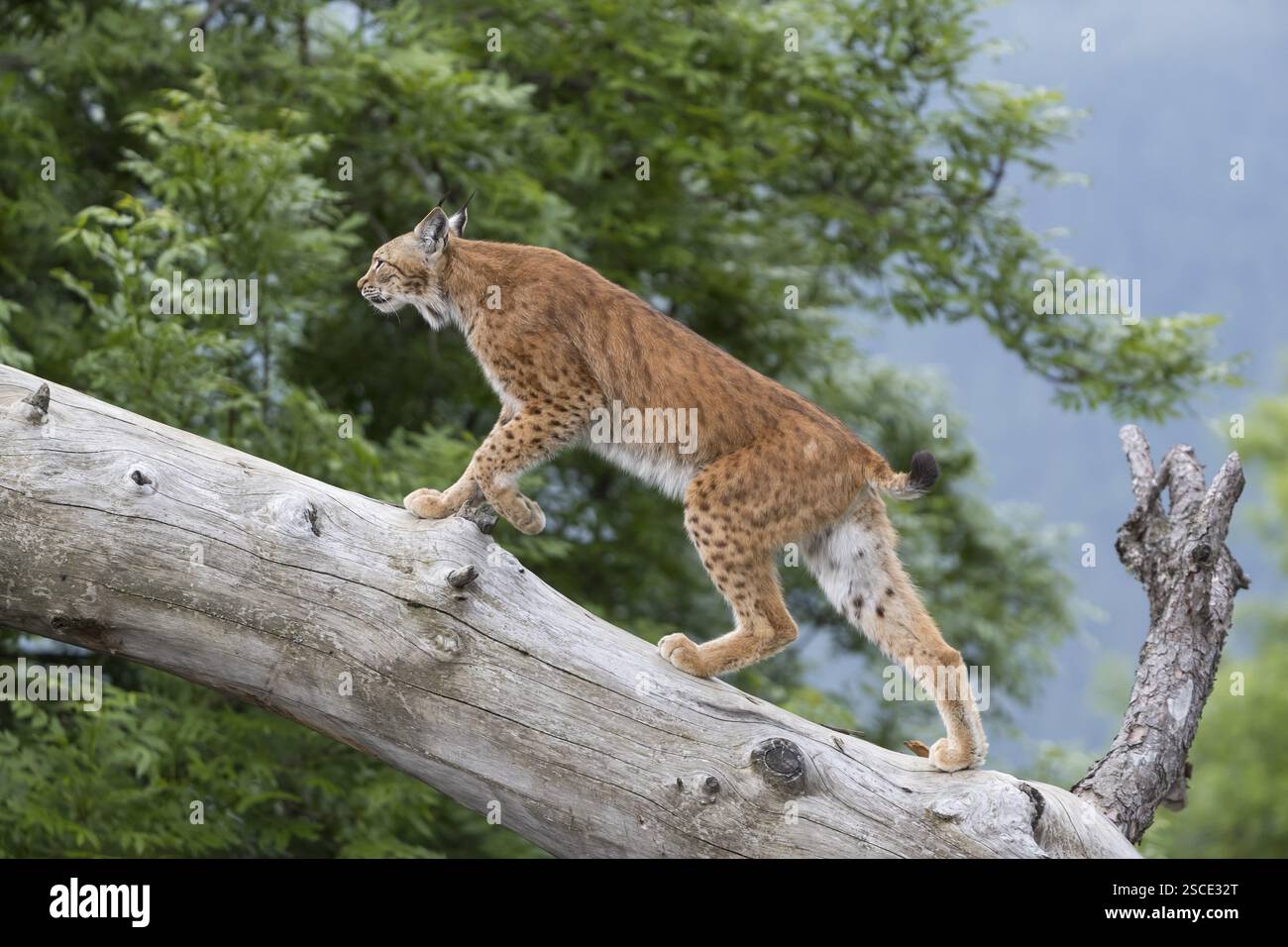 One Eurasian lynx, (Lynx lynx), walking up on a fallen tree. Side view ...