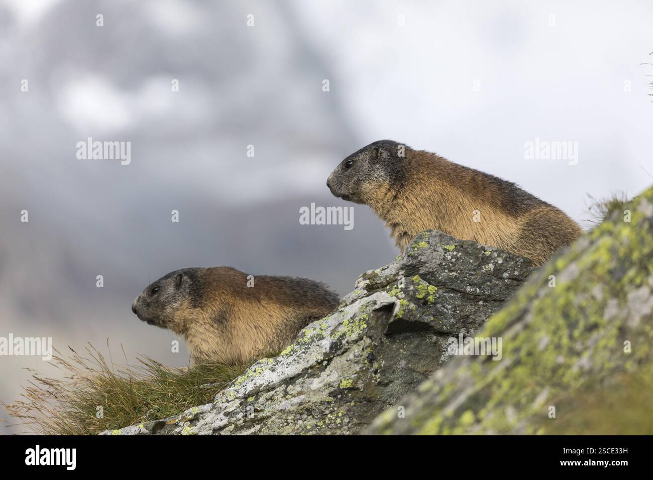 Two Alpine Marmots, Marmota marmota, standing on a rock with green grass, mountains in the ...