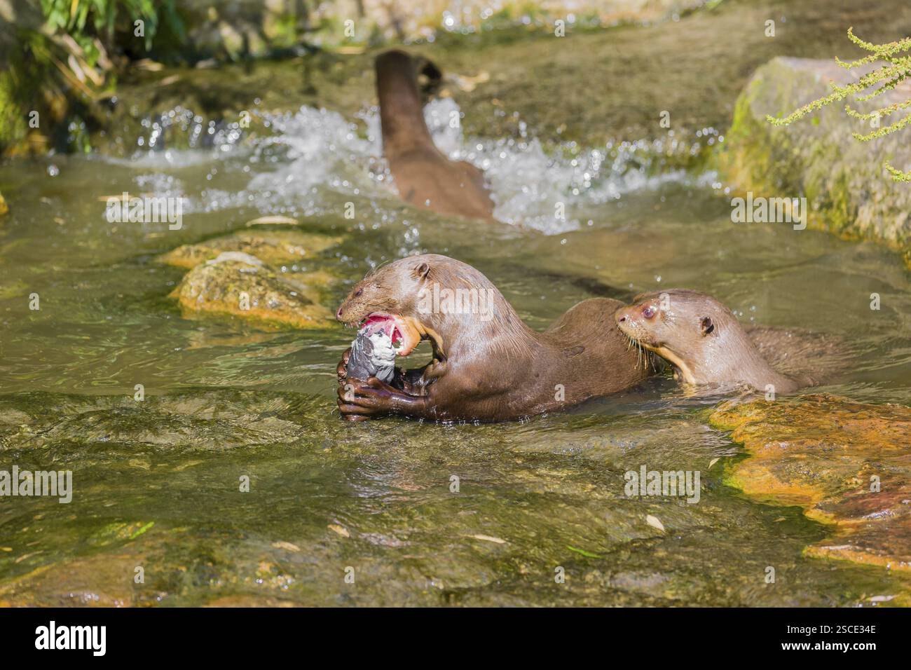 A pack of adult giant otter or giant river otter (Pteronura ...