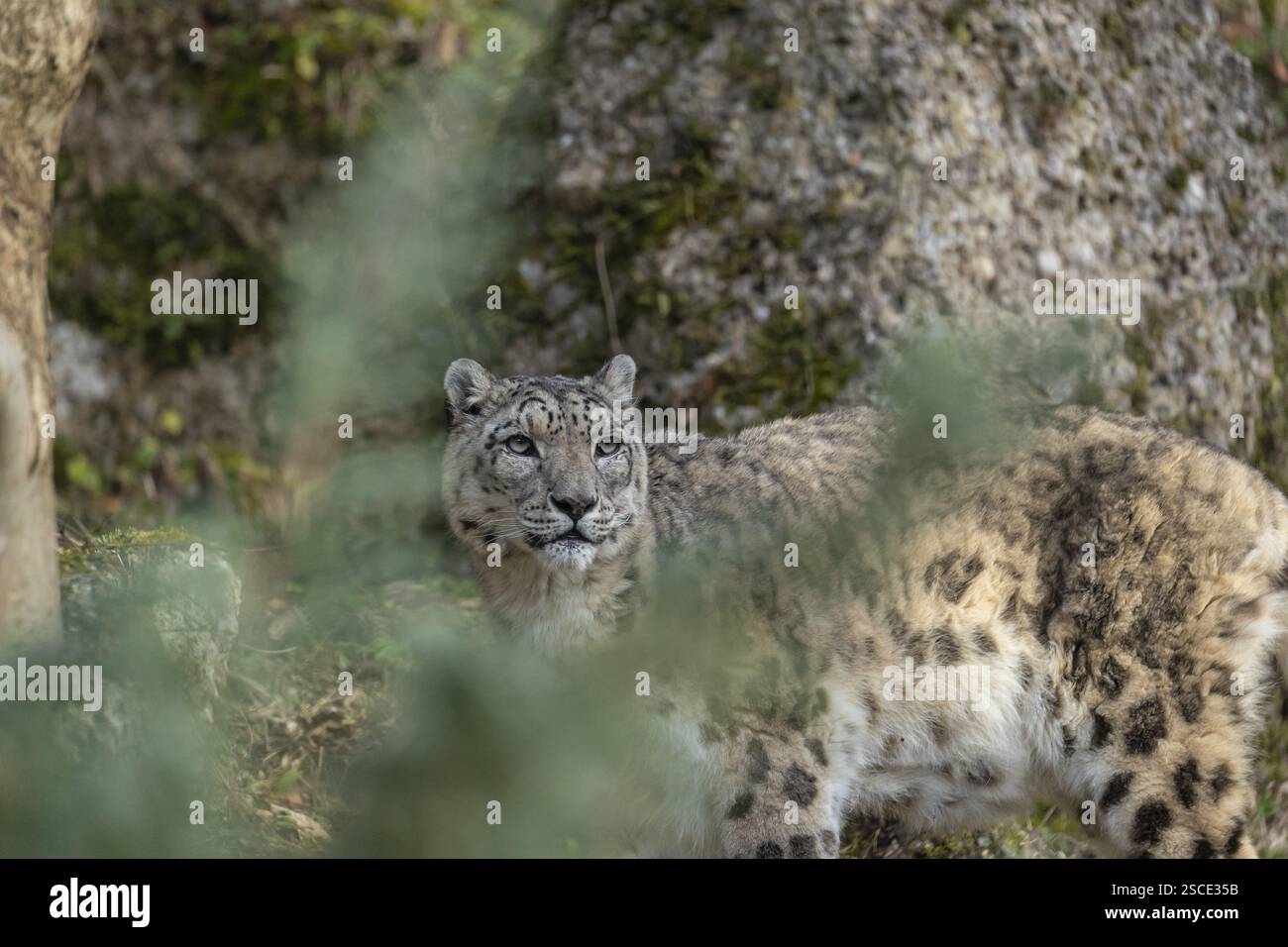 One adult snow leopard (Panthera uncia) standing between rocks on hilly ...