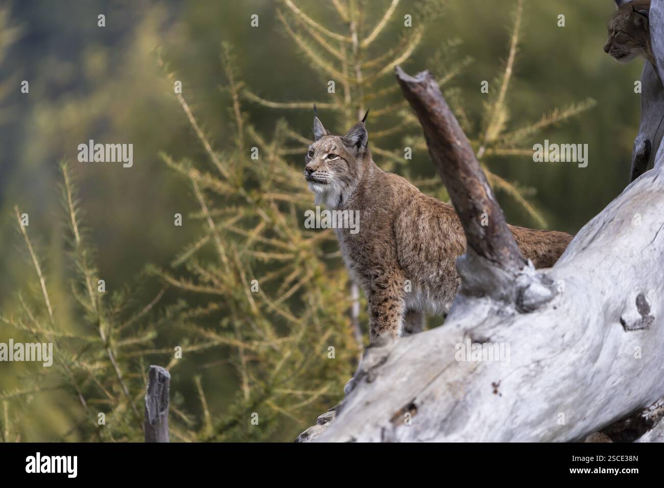 One Eurasian lynx, (Lynx lynx), sitting on a fallen tree. Side view ...