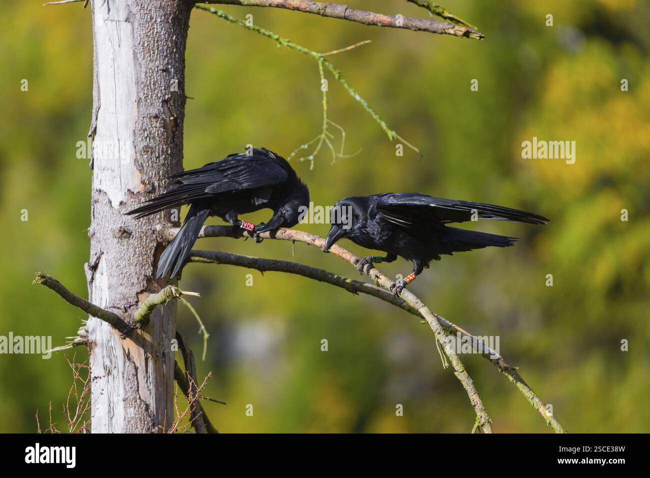Two common raven (Corvus corax) clean their beaks at a twig of a dead ...