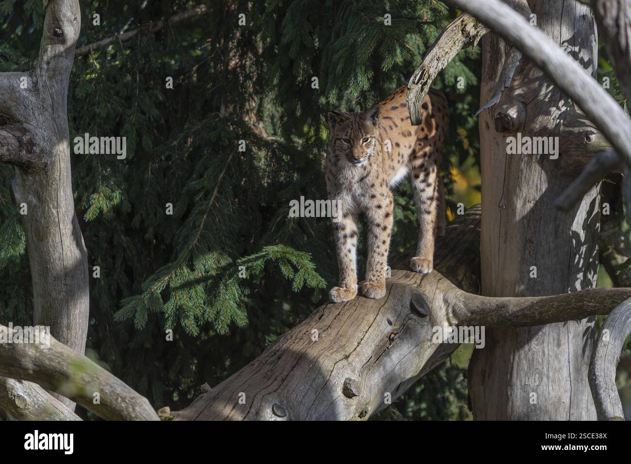 One Eurasian lynx, (Lynx lynx), walking on a fallen tree. Frontal view ...