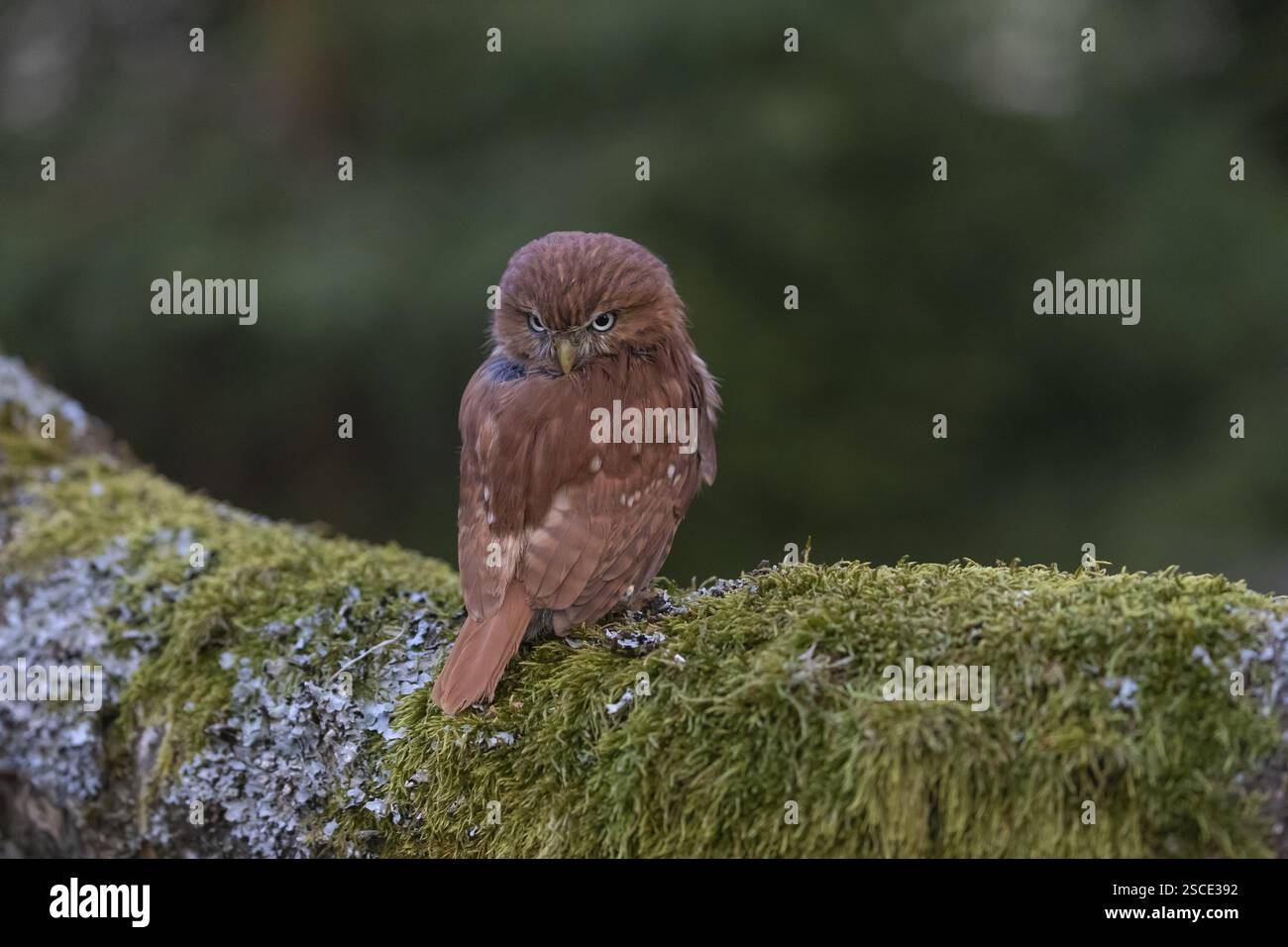 One East Brazilian pygmy owl (Glaucidium minutissimum), also known as ...