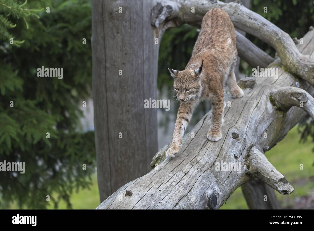 One Eurasian lynx, (Lynx lynx), walking down on a fallen tree. Side ...