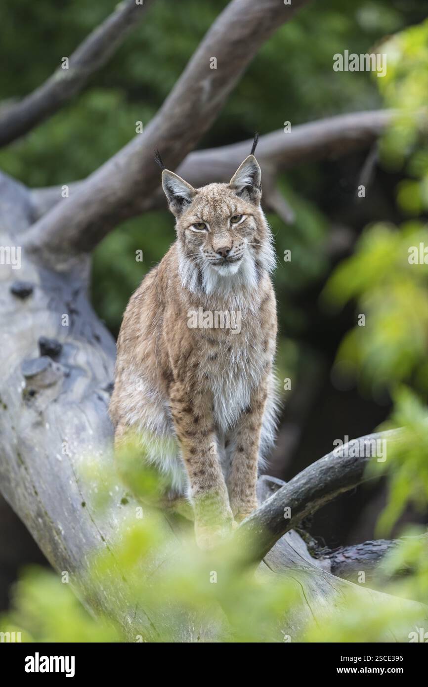 One Eurasian lynx, (Lynx lynx), sitting high up in a dead tree. Forest ...