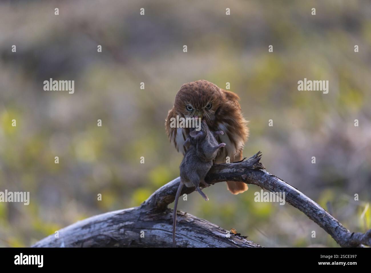One East Brazilian pygmy owl (Glaucidium minutissimum), also known as ...