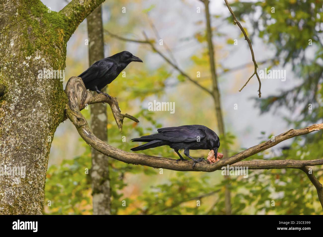 Two common raven (Corvus corax) sit in a tree, one eats a piece of meat ...