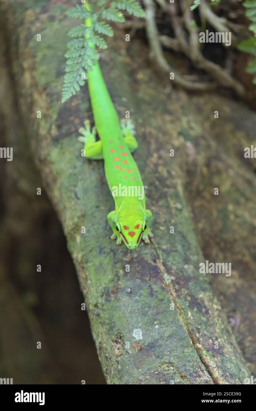 One Madagascar giant day gecko, Phelsuma madagascariensis grandis ...