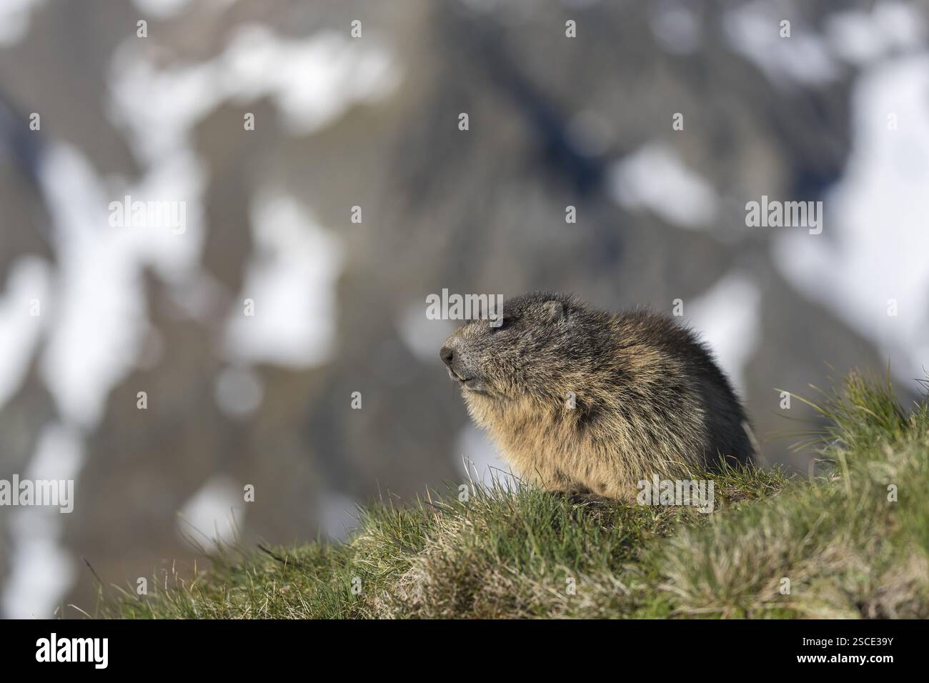 One Alpine Marmot, Marmota marmota, resting on green grass, snowy mountains in the distant ...