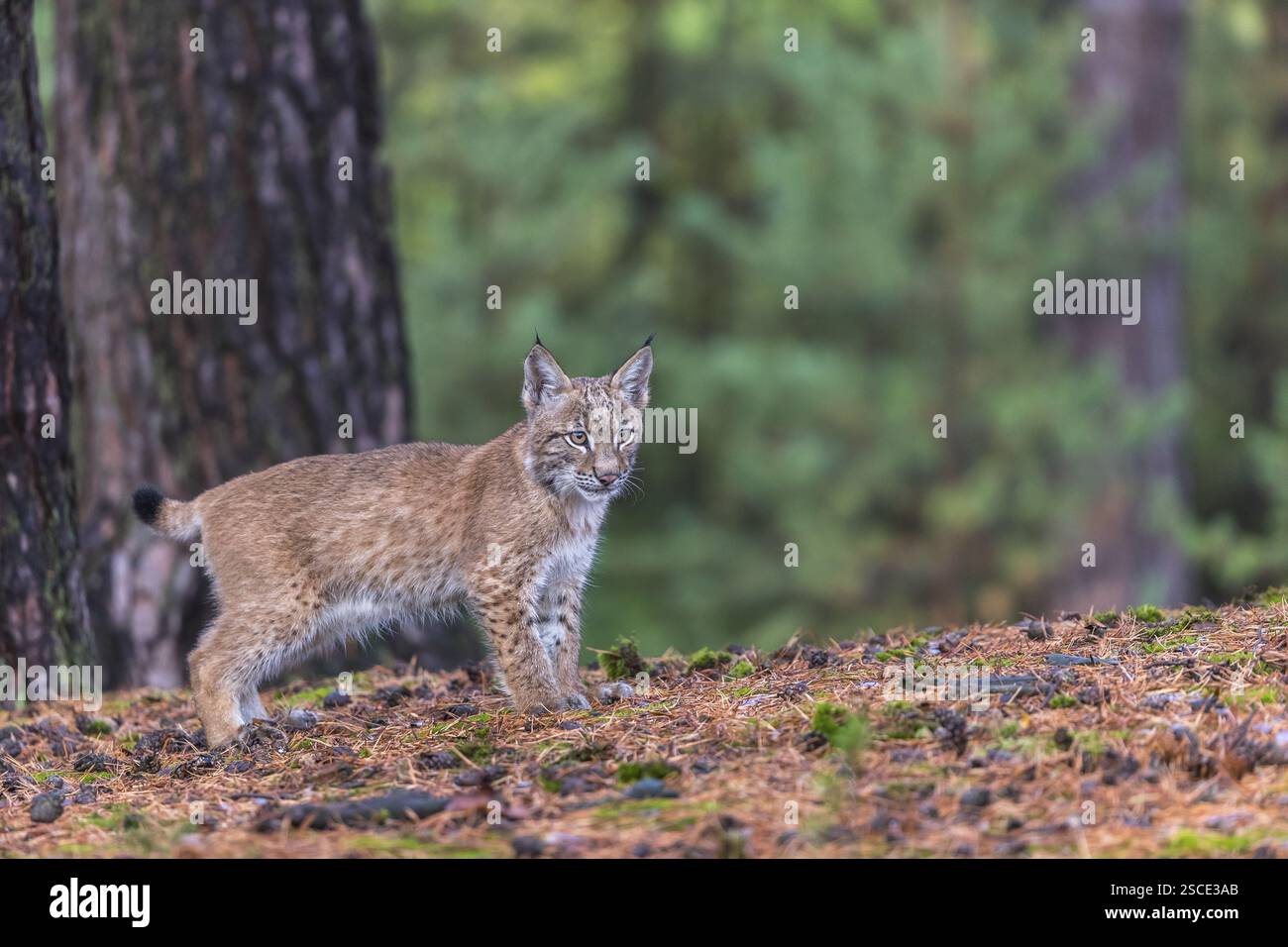 One young Eurasian lynx, (Lynx lynx), standing in a forest. Green ...