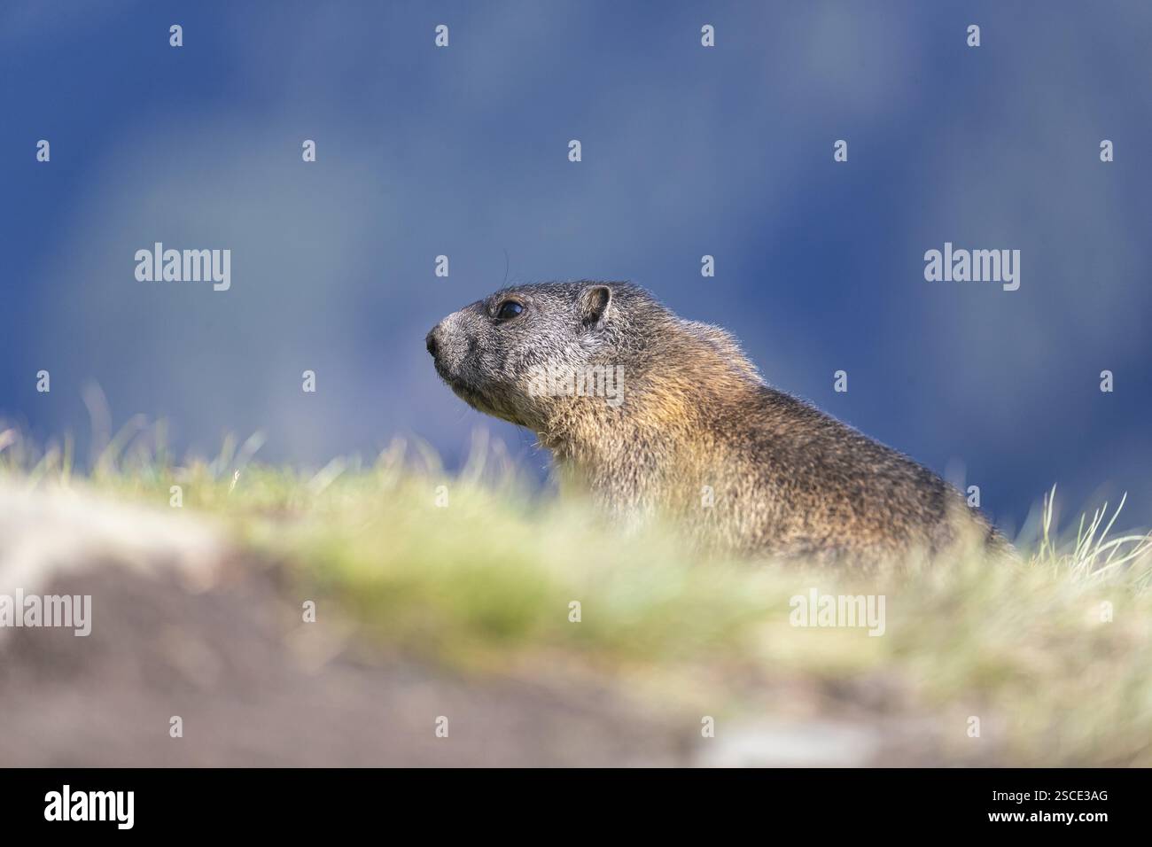 One adult Alpine Marmot, Marmota marmota resting on a rim. A mountain in the distant background ...