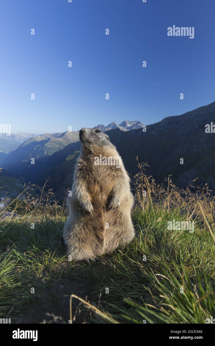 One adult Alpine Marmot, Marmota marmota, sitting erected on a rim of a soil, observing his ...