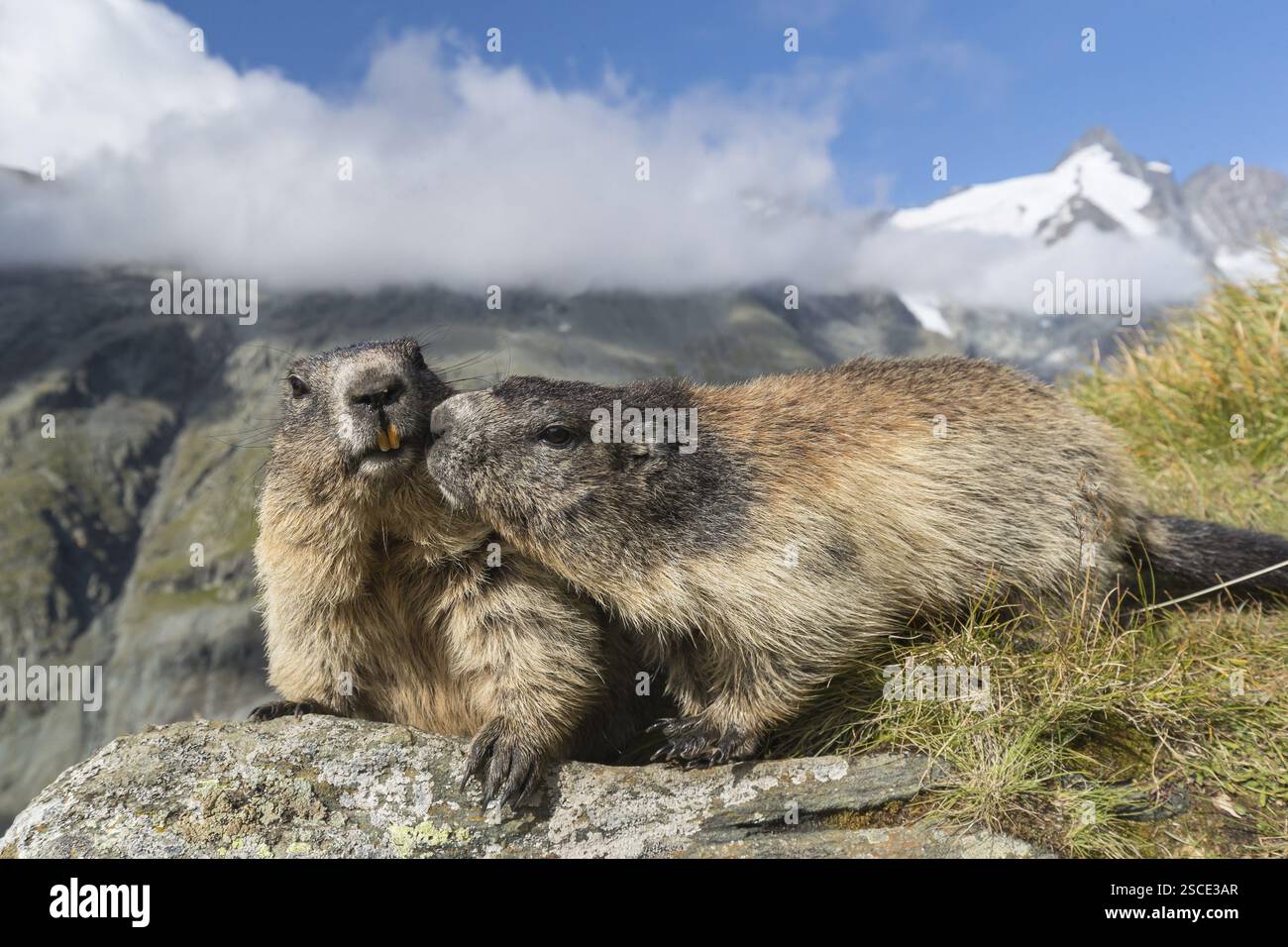 Two adult Alpine Marmot, Marmota marmota, standing on a rock. Side view portrait. Blue sky with ...