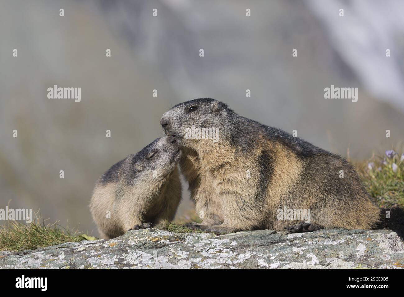 One adult Alpine Marmot, Marmota marmota, and one young marmot sitting nose to nose, greeting ...