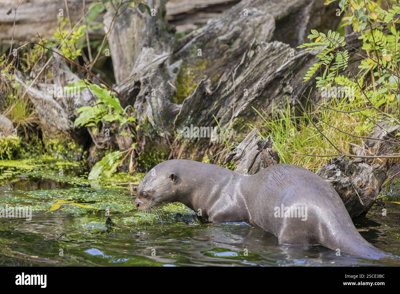 One giant otter or giant river otter (Pteronura brasiliensis) resting ...