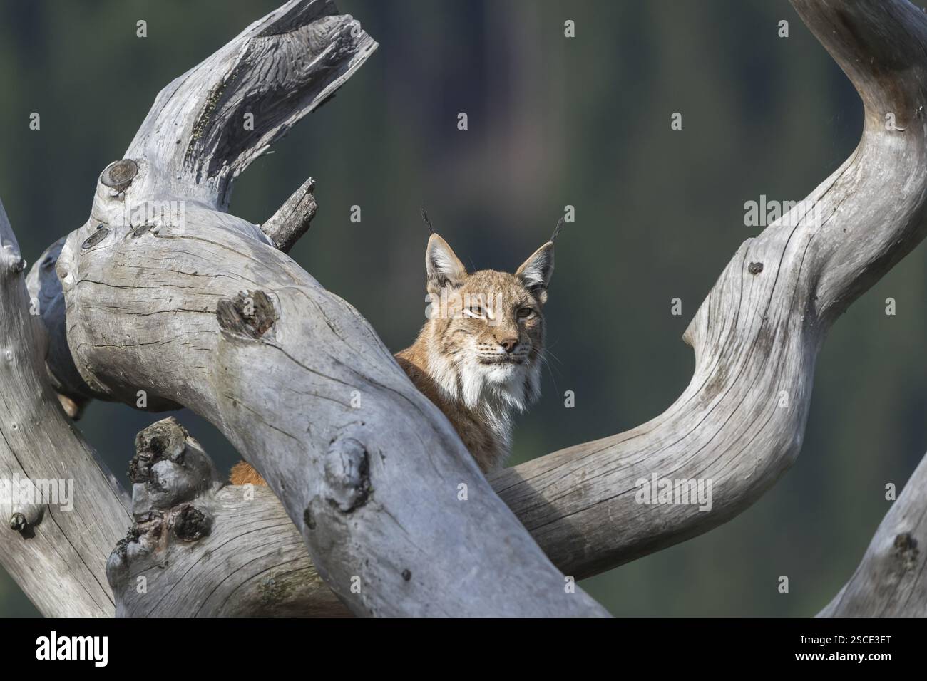 One Eurasian lynx, (Lynx lynx), standing high in a dead tree log ...