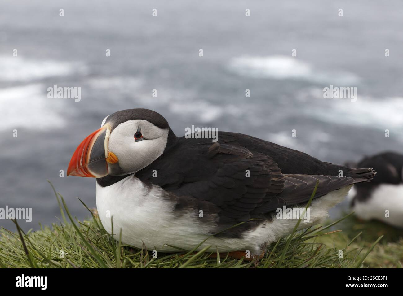 Atlantic Puffin, Common Puffin. Fratercula arctica, at the cliffs of ...