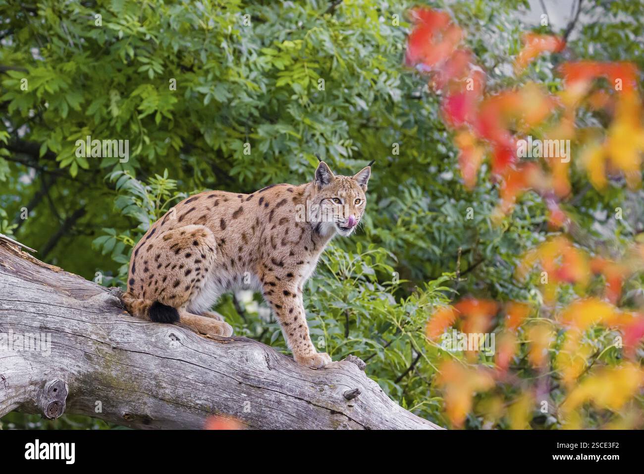 One Eurasian lynx (Lynx lynx) sits on a sloping dead tree, hidden ...