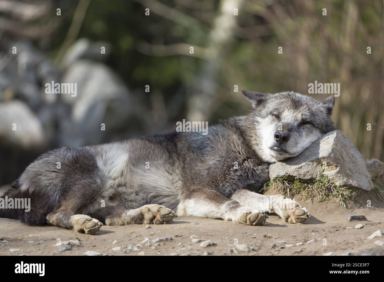 One Northern Timber wolf (Canis lupus occidentalis), or Mackenzie ...