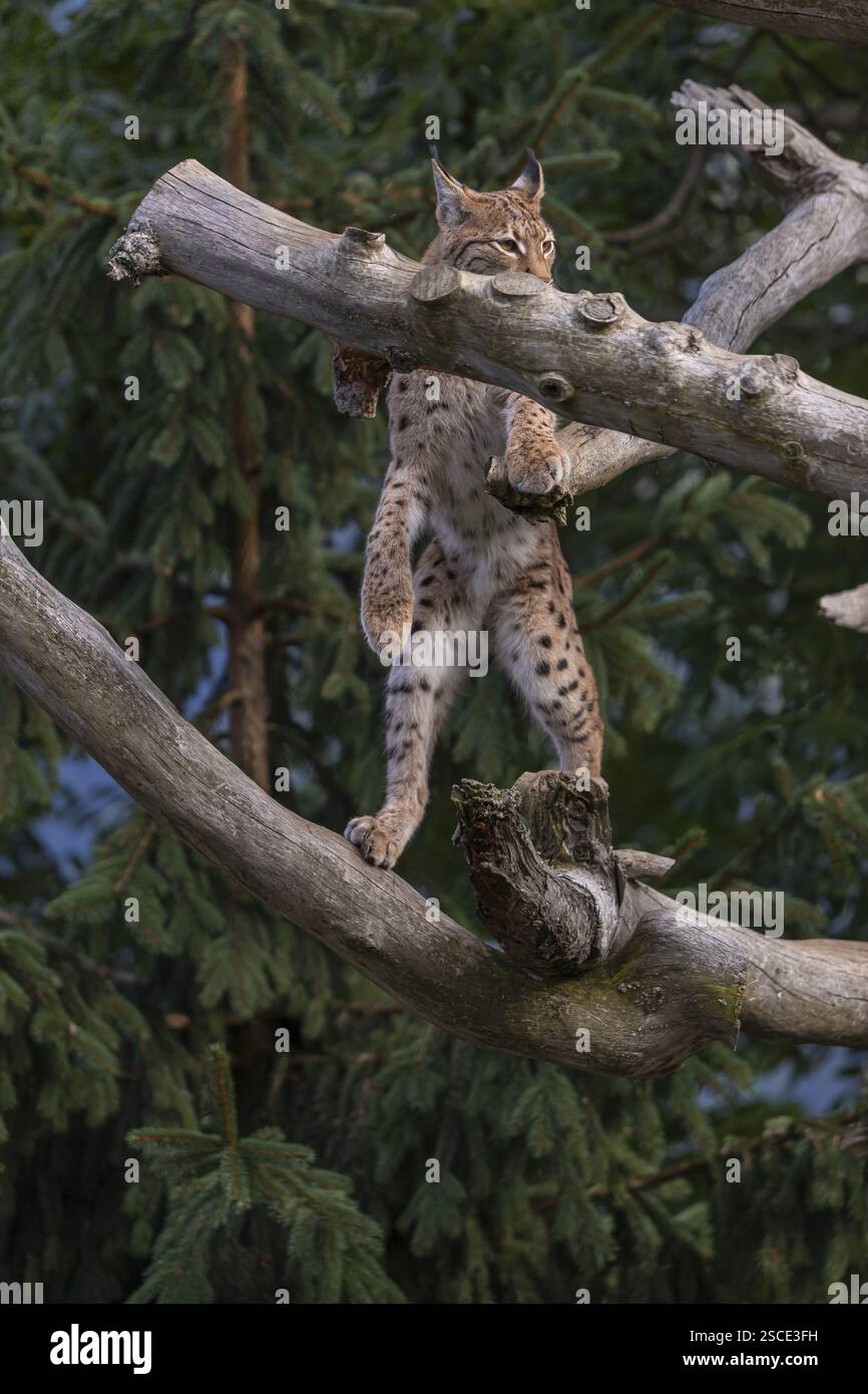 One Eurasian lynx, (Lynx lynx), climbing up a dead tree. Frontal view ...