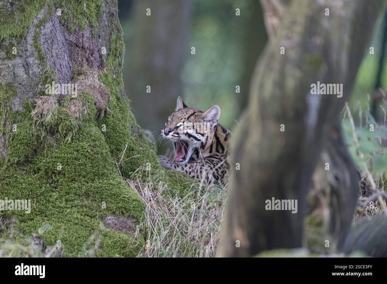 One female Ocelot, Leopardus pardalis, headshot portrait between two ...
